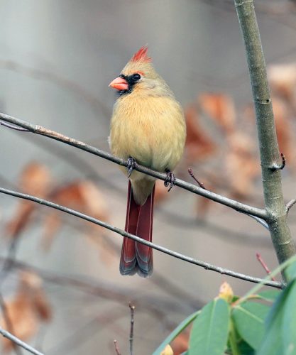 Bird Watchers: Female birds sing, too! | News, Sports, Jobs - The Express